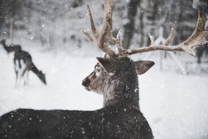The Buck in the Snow | Summary and Analysis - Litbug