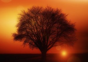 Dusk | Summary And Analysis - Litbug