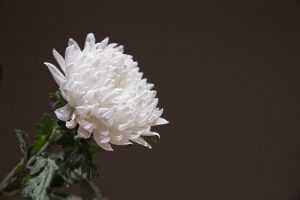 The Chrysanthemums | Summary and Analysis - Litbug